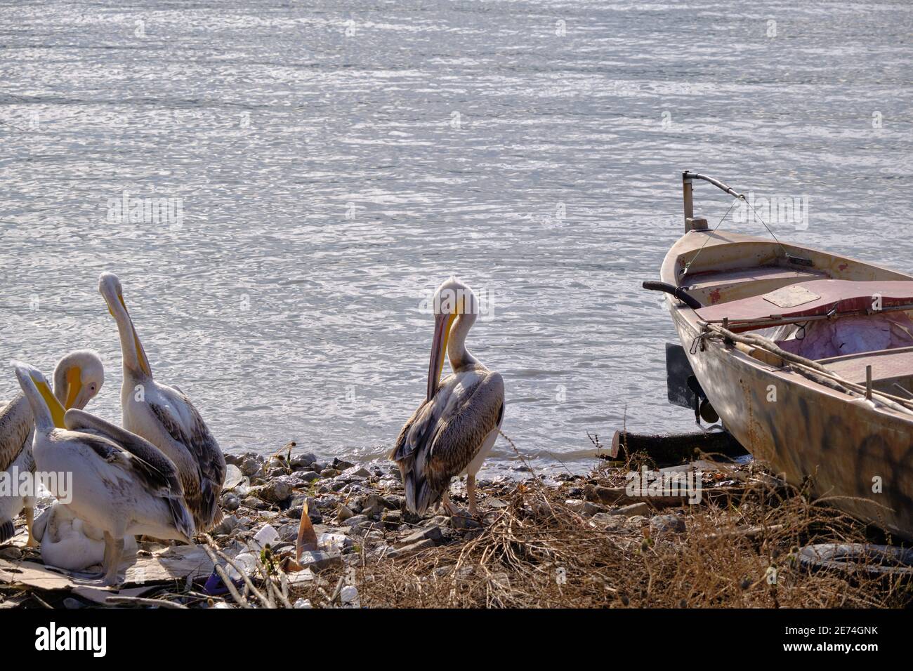 Groups of storks near the old and ancient boat made of wood with ...