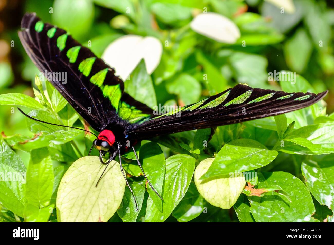 Very Unique Butterfly in Malaysia - the Rajah Brooke's birdwing Stock ...