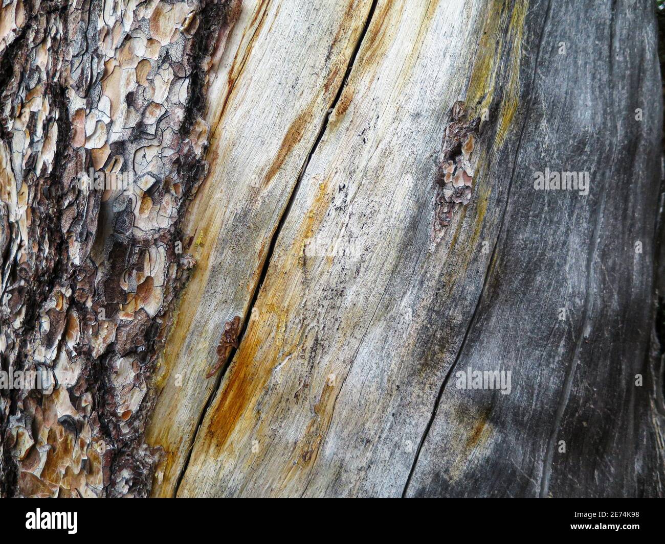Spiral tree trunk with a weathered surface Stock Photo - Alamy