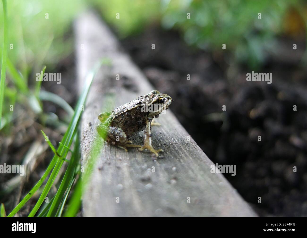 Nuptial pads hi-res stock photography and images - Alamy
