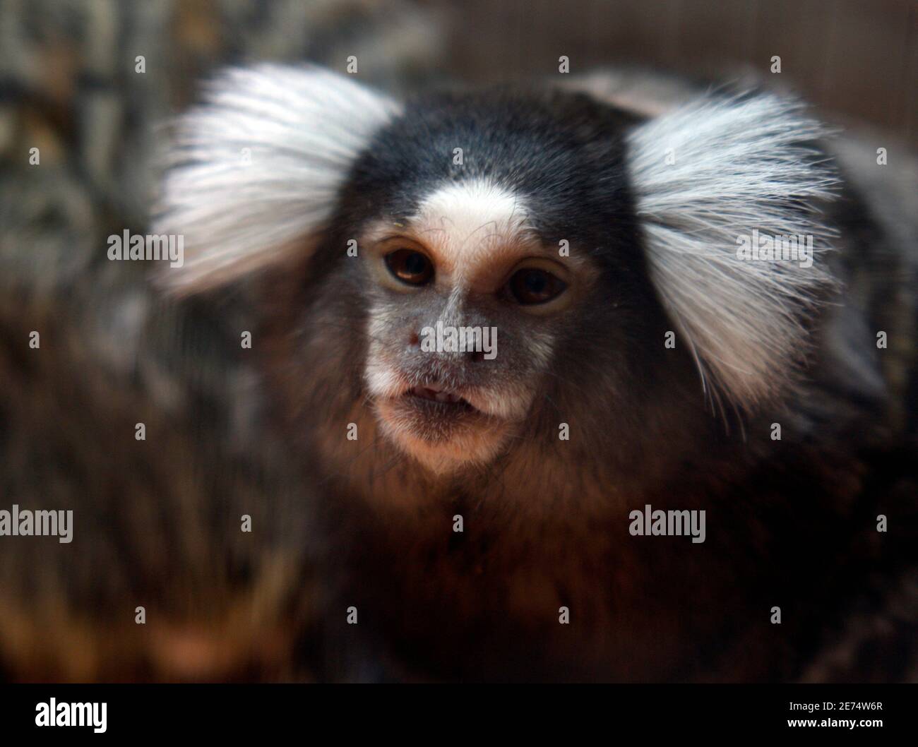 White Tufted Ear High Resolution Stock Photography and Images - Alamy