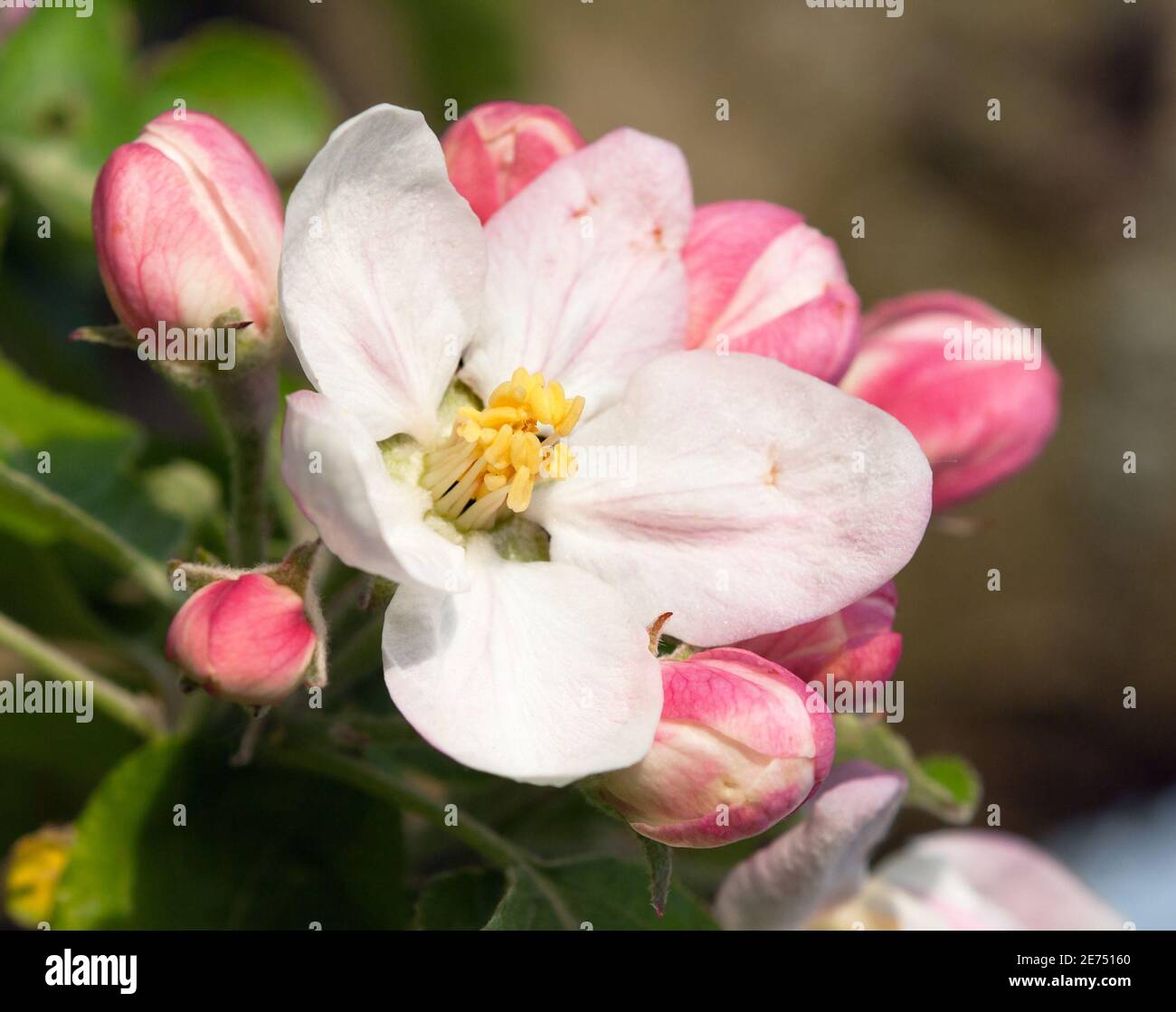 view of flowering flower of apple tree Stock Photo - Alamy