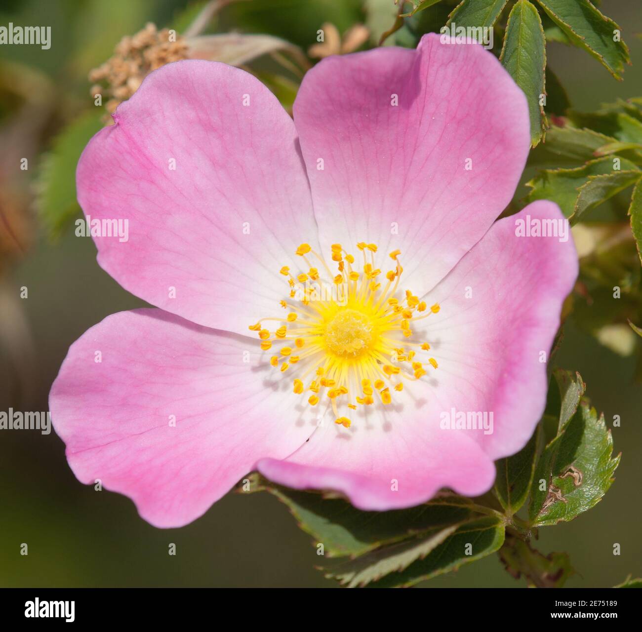 Beautiful pink and yellow flower of dog-rose Stock Photo - Alamy