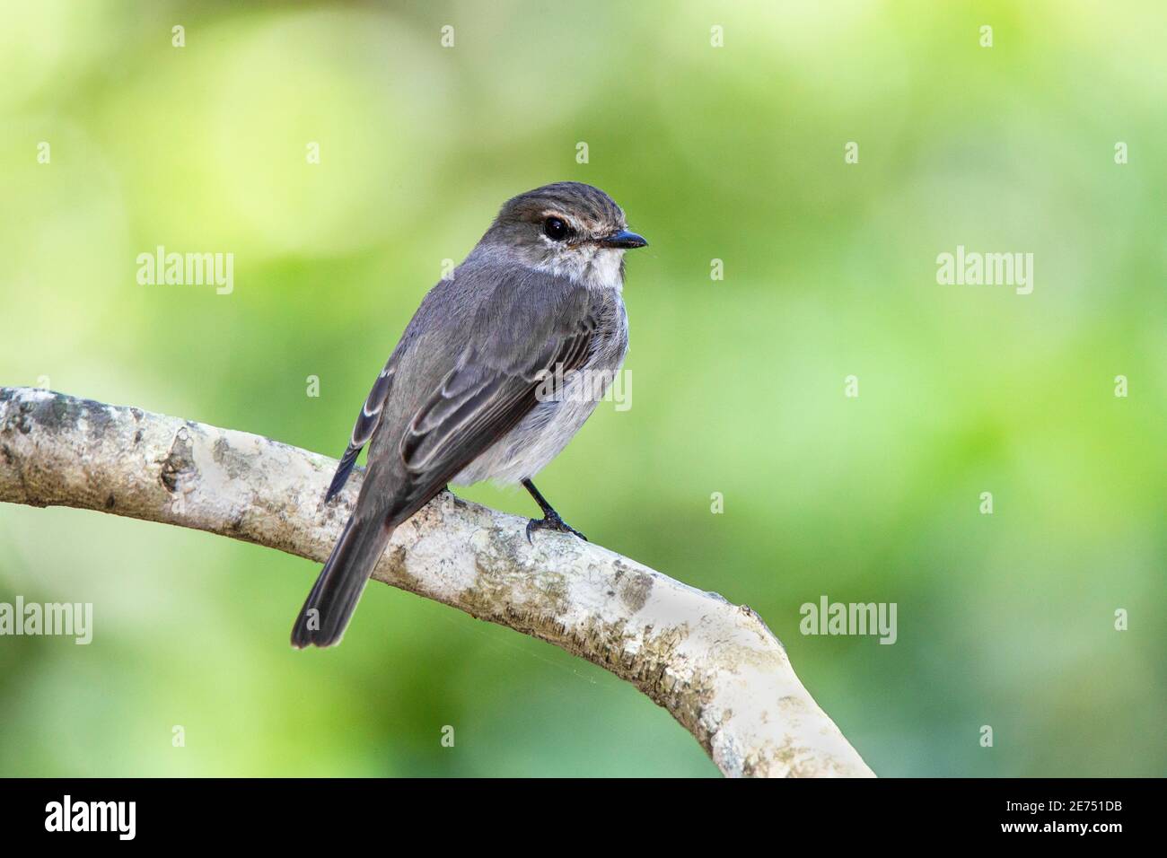 Slaty robin flycatcher hi-res stock photography and images - Alamy