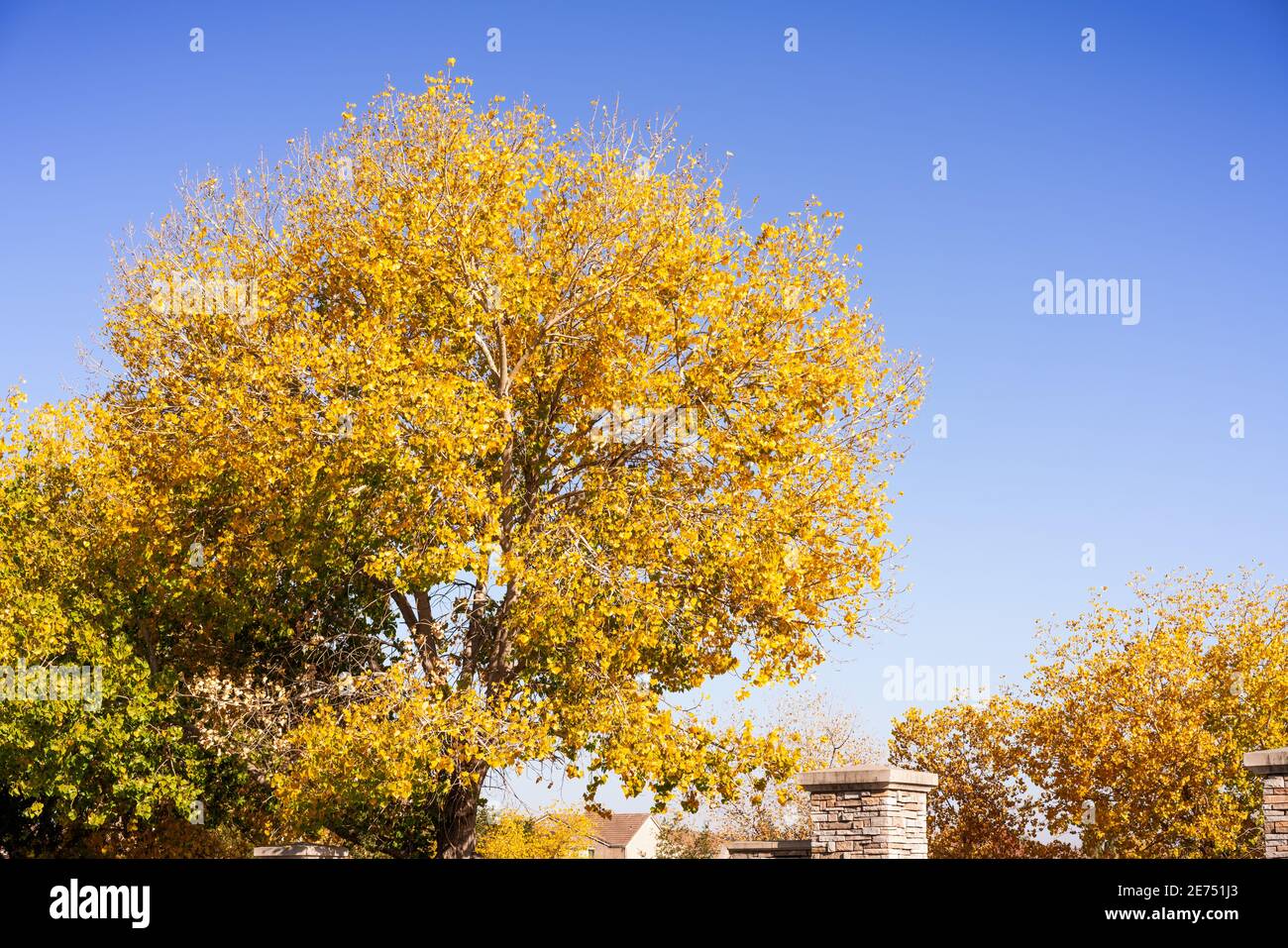 Fremont's cottonwood (Populus fremontii) tree with gold and orange fall ...
