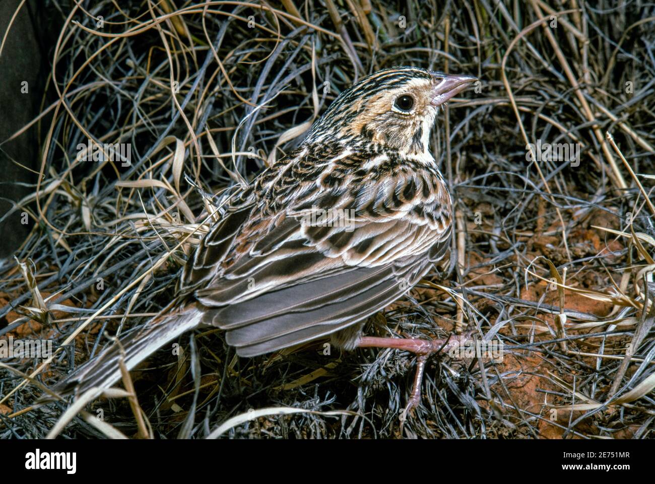 Baird's Sparrow Ammodramus bairdii San Rafeal Grasslands, Cochise ...