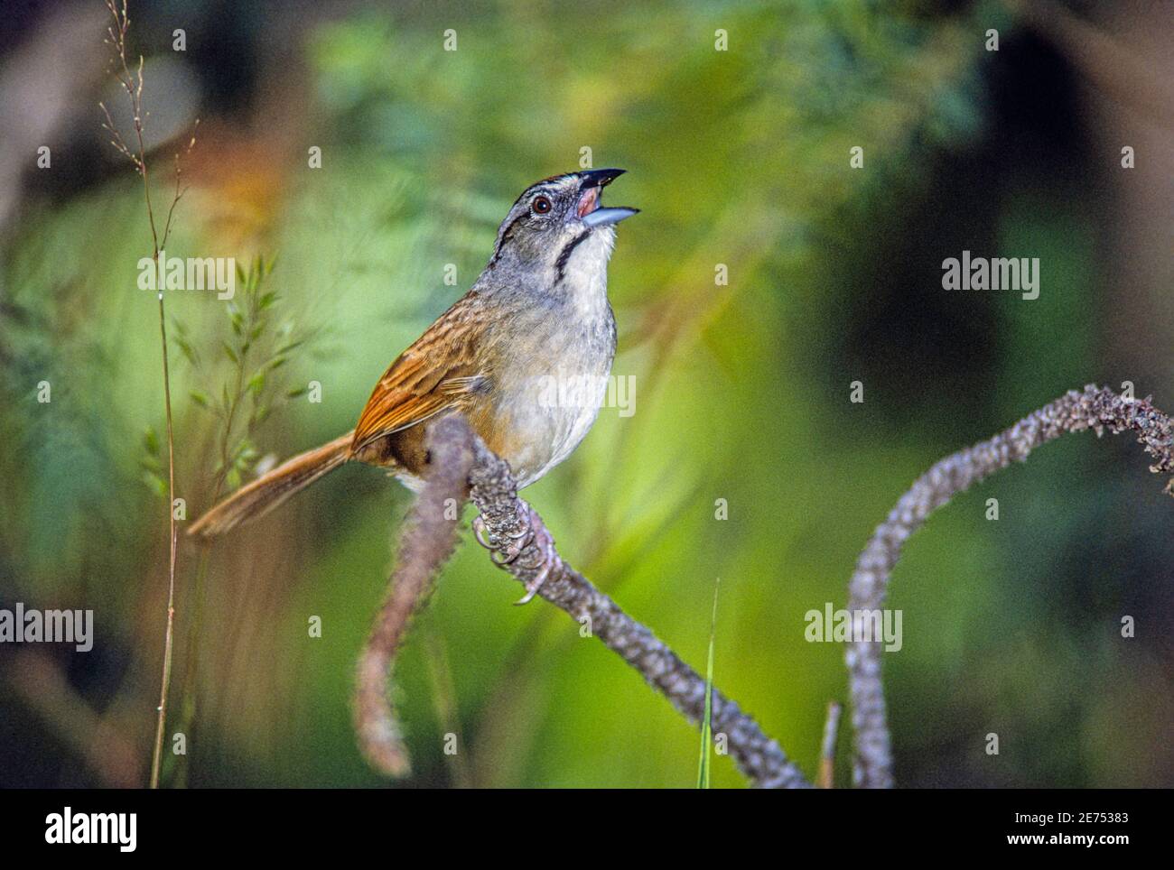 Rusty Sparrow Aimophila rufescens Mountain Pine Ridge, Belize January ...
