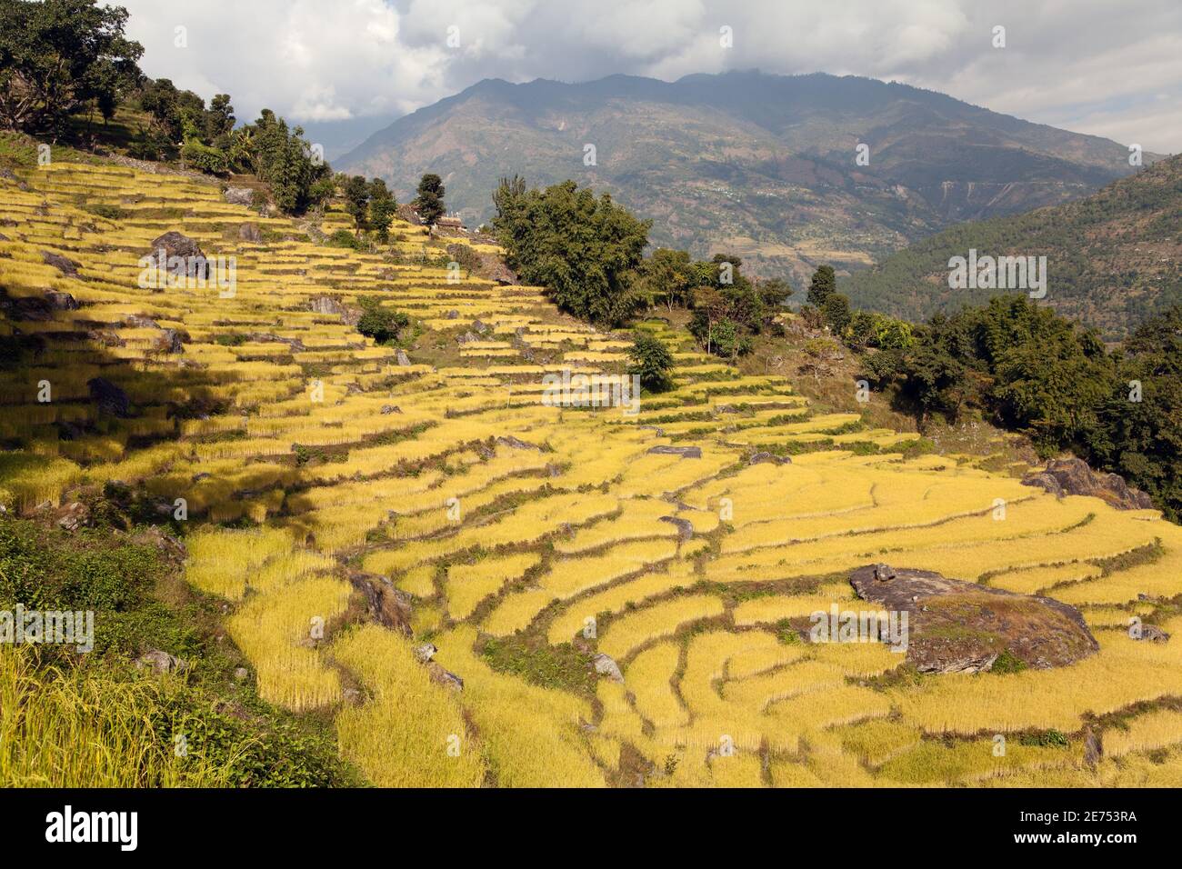 View of golden terraced rice field in Nepal Stock Photo - Alamy
