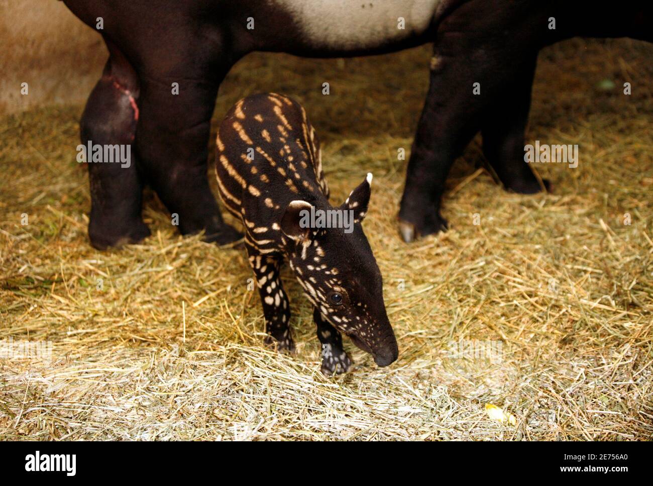 Tapir malaysia hi-res stock photography and images - Alamy