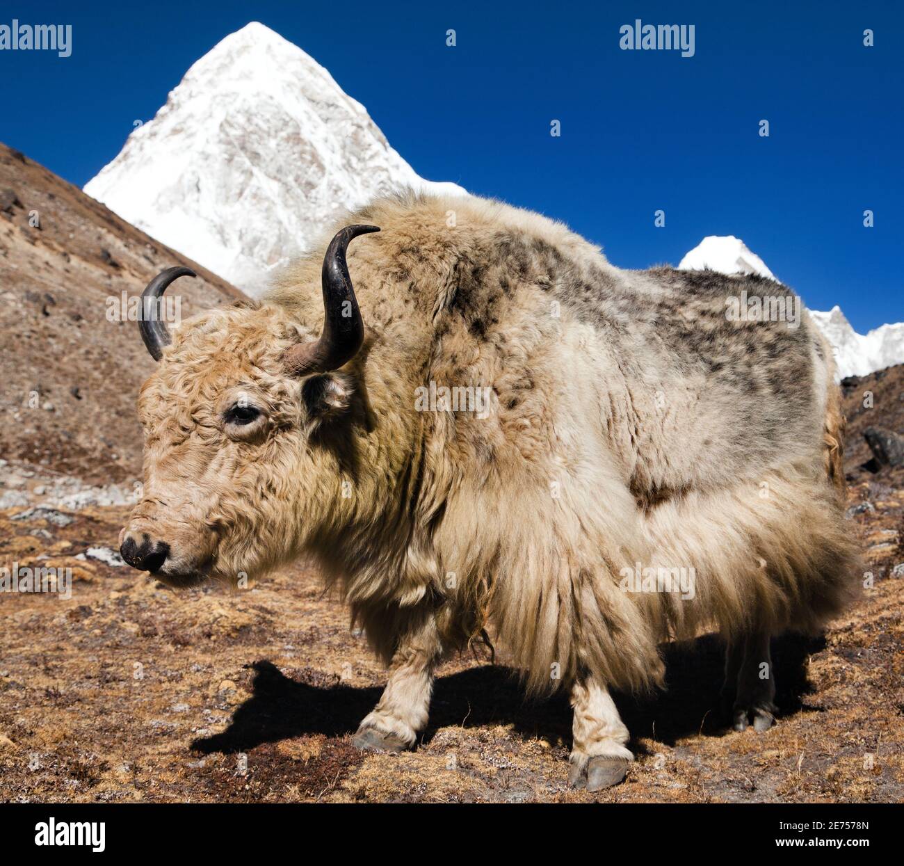 Yak on the way to Everest base camp and mount Pumo ri - Nepal Stock ...