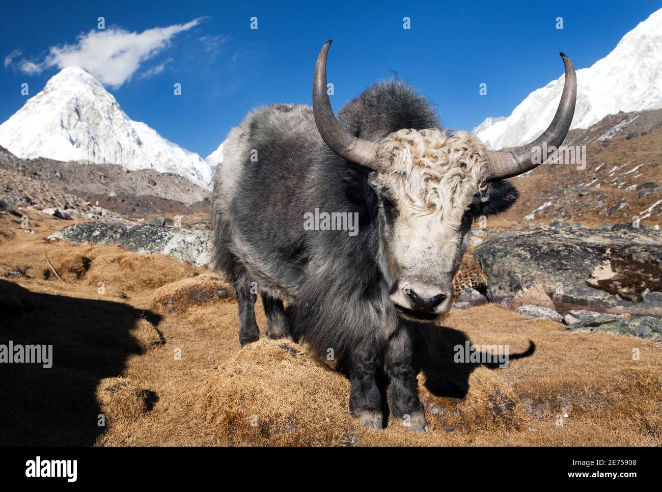 Yak on the way to Everest base camp and mount Pumo ri - Nepal Stock ...