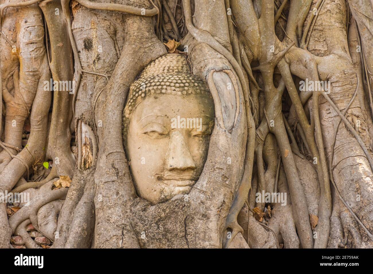 Buddha head embedded in a Banyan Tree in Ayutthaya, Thailand Stock Photo - Alamy