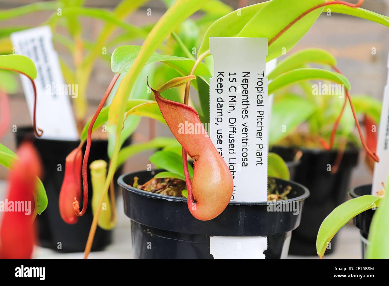 Carnivorous pitcher plant in pot hi-res stock photography and images ...