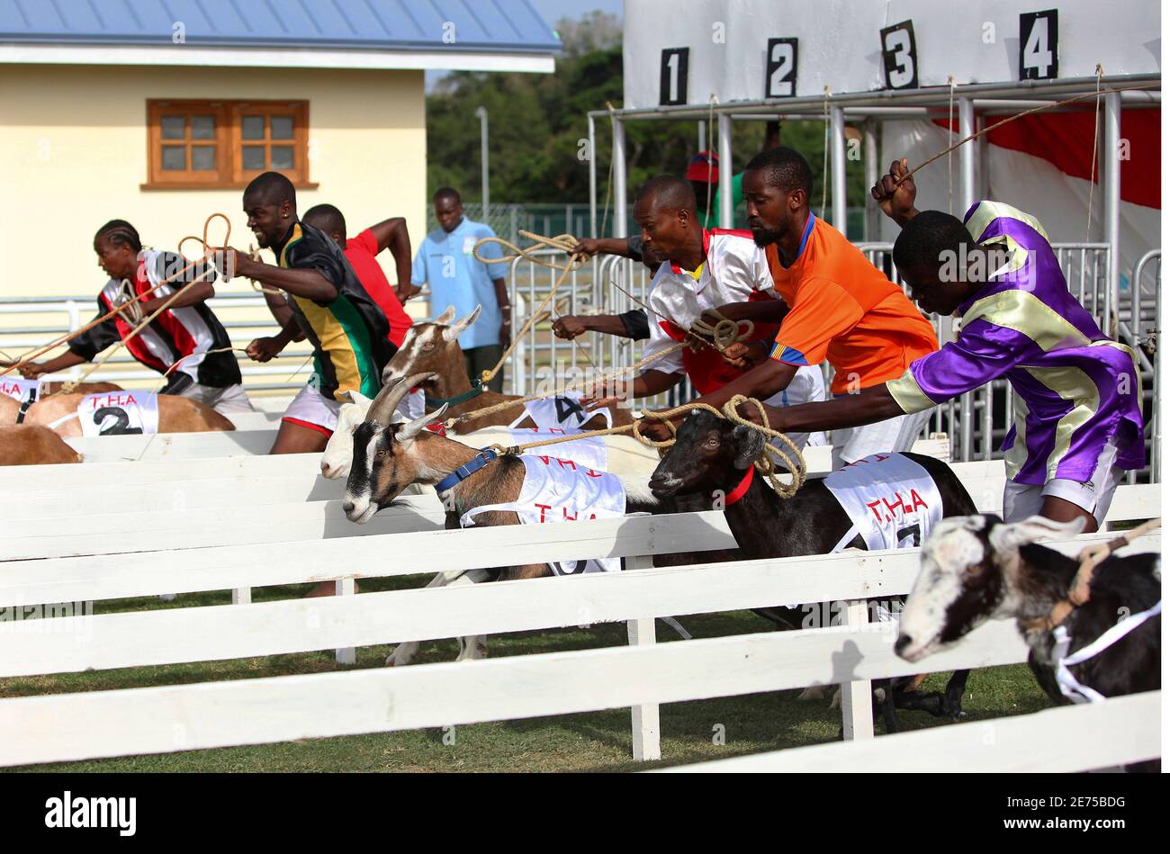 Goat race buccoo hi-res stock photography and images - Alamy