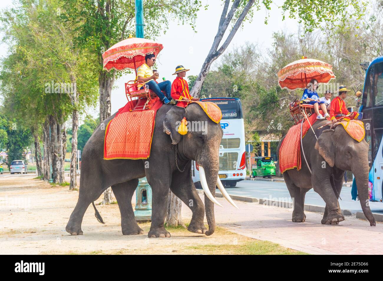 AYUTTHAYA, THAILAND, 12 JANUARY 2020: Elephants transporting tourists ...