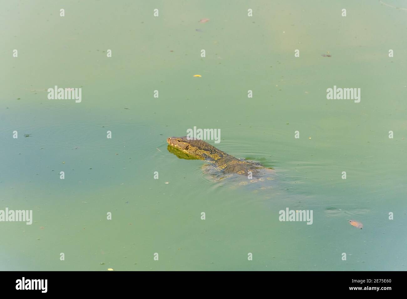 Wild monitor lizard in the swamp of Ayutthaya, Thailand Stock Photo - Alamy