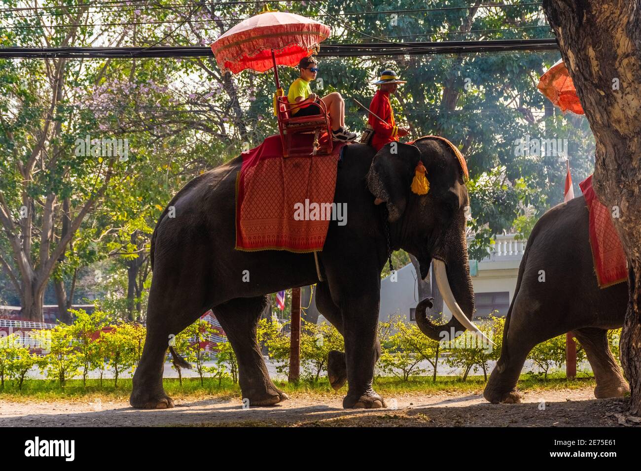 AYUTTHAYA, THAILAND, 12 JANUARY 2020: Elephants transporting tourists ...