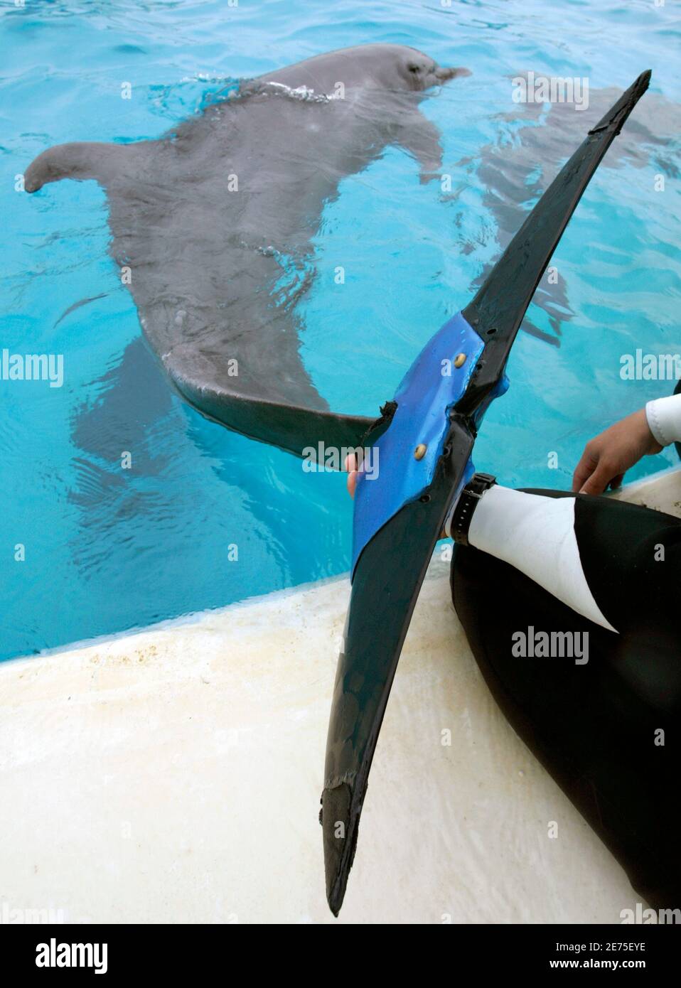 Worlds largest dolphin hi-res stock photography and images - Alamy