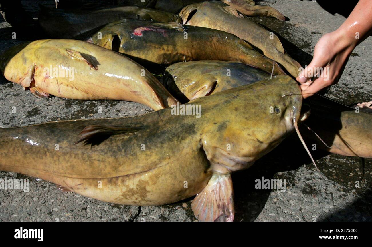 Noodling catfish hi-res stock photography and images - Alamy