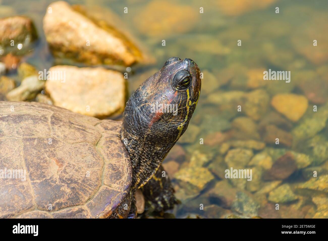 Chrysemys Picta, or painted turtle, in Singapore Botanic Gardens Stock ...