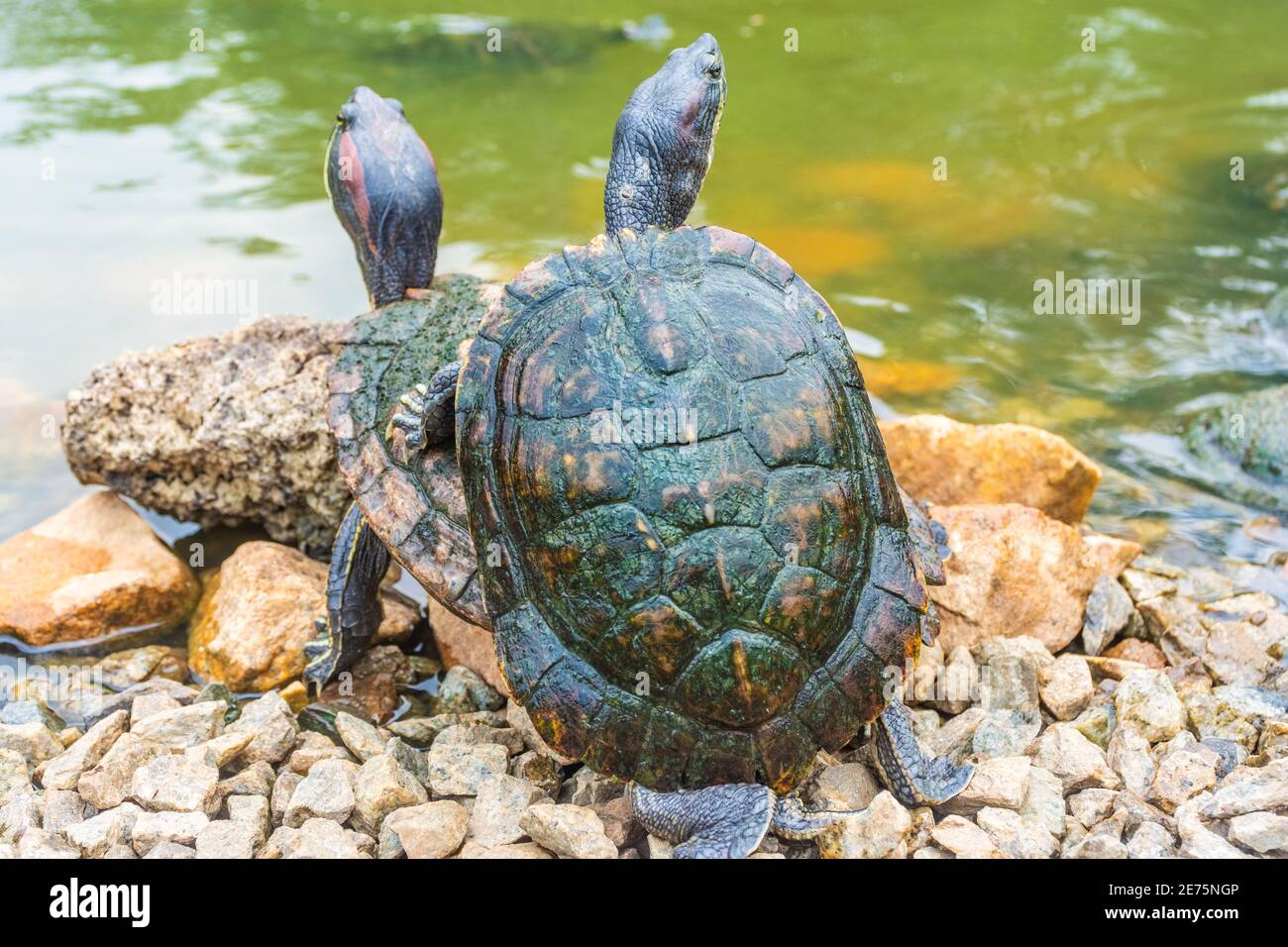 Chrysemys Picta, or painted turtle, in Singapore Botanic Gardens Stock ...