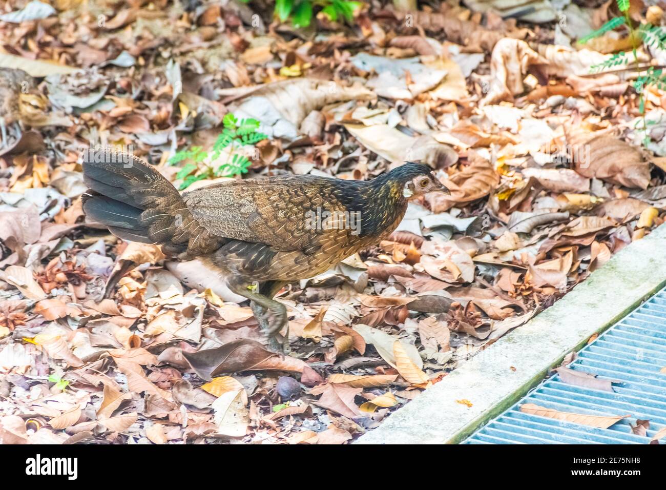 Chicken in singapore botanic gardens Stock Photo - Alamy
