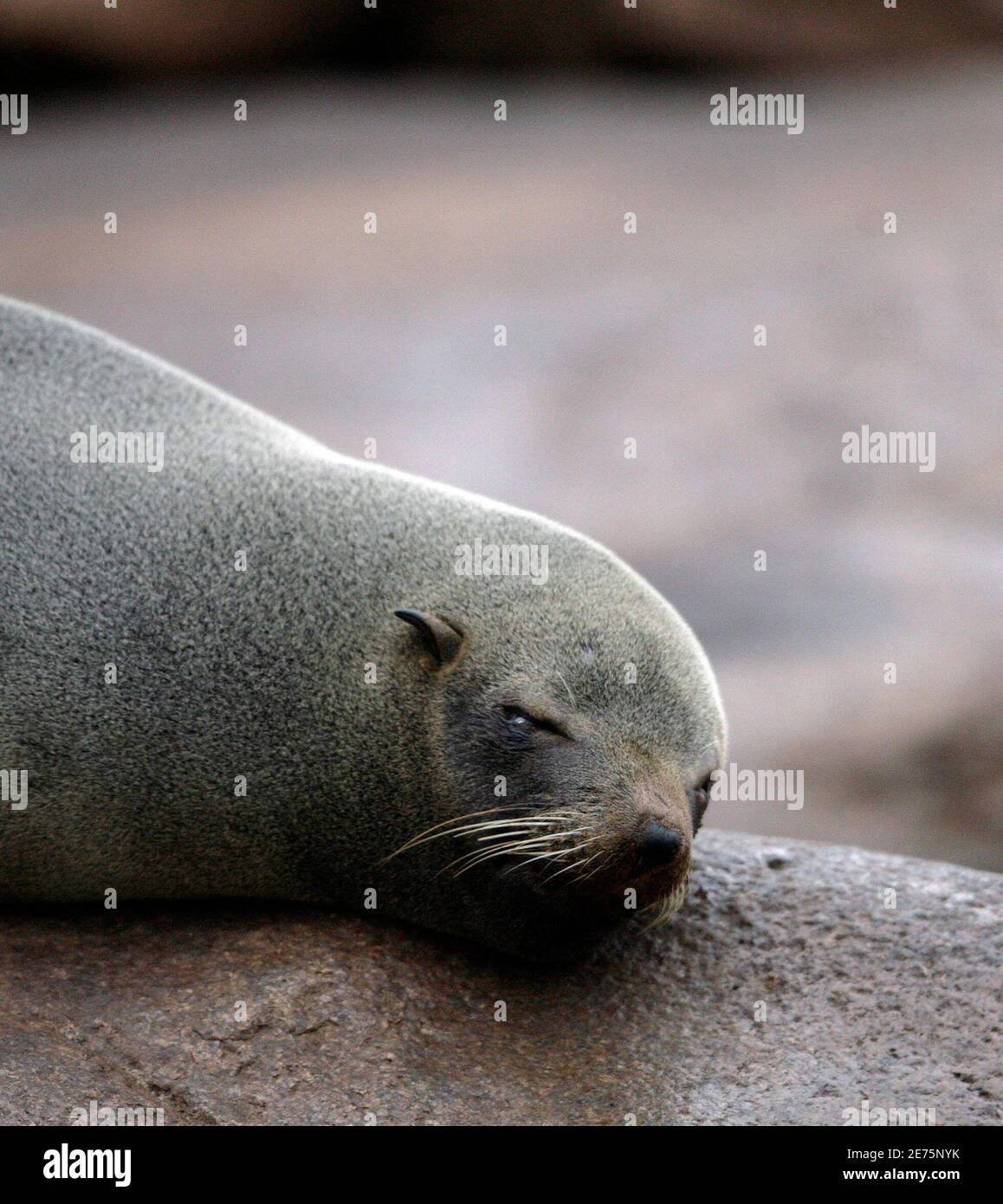 Isla de uruguay hi-res stock photography and images - Alamy