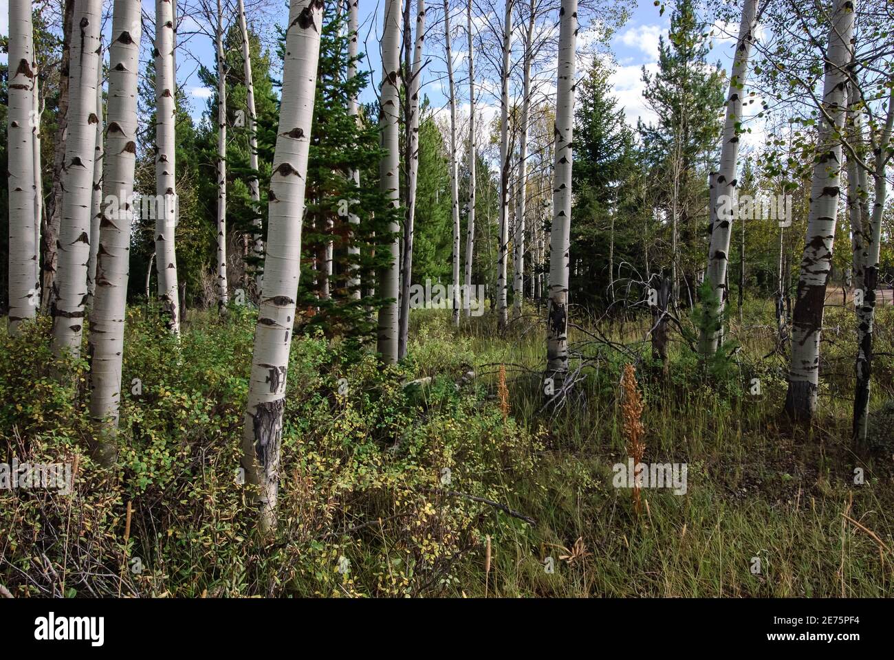 Aspen Trees with Their Beautiful Bark Glowing Stock Photo - Alamy