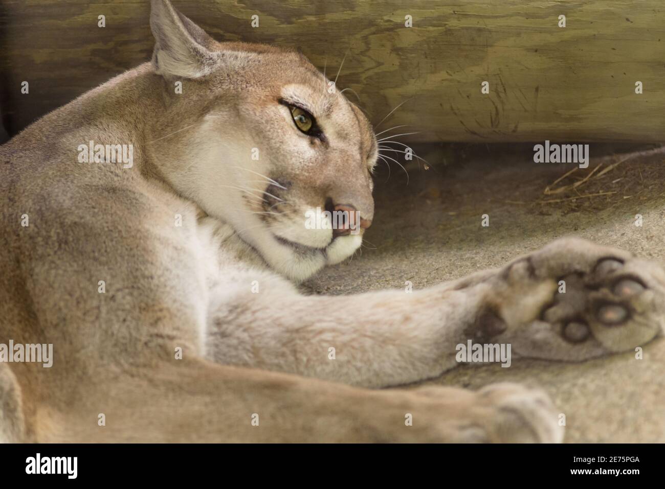 Puma, Cougar, Mountain Lion resting and watching. Beautiful cat in the ...
