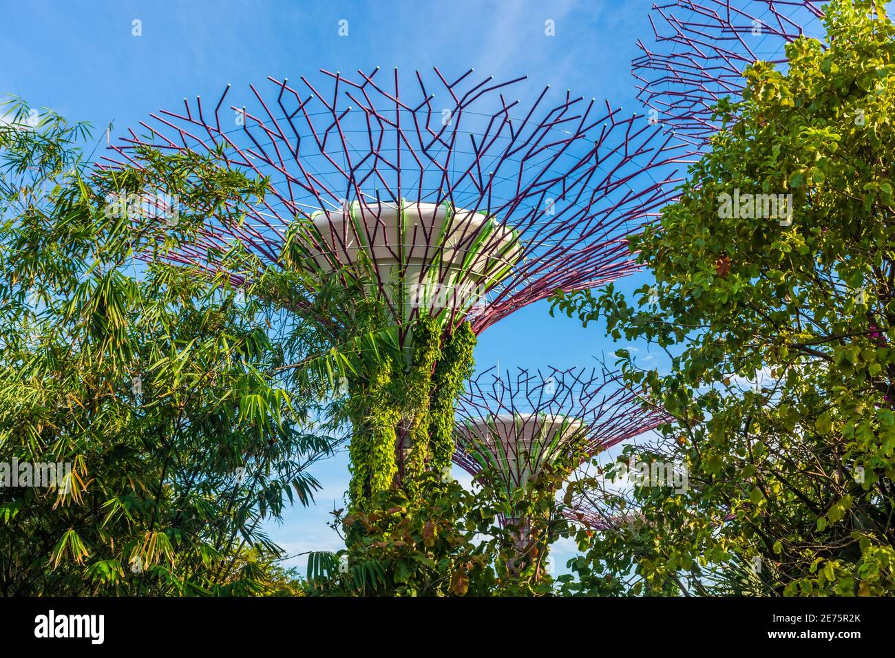 SINGAPORE, 3 OCTOBER 2019: The Supertrees of Gardens by the bay Stock ...