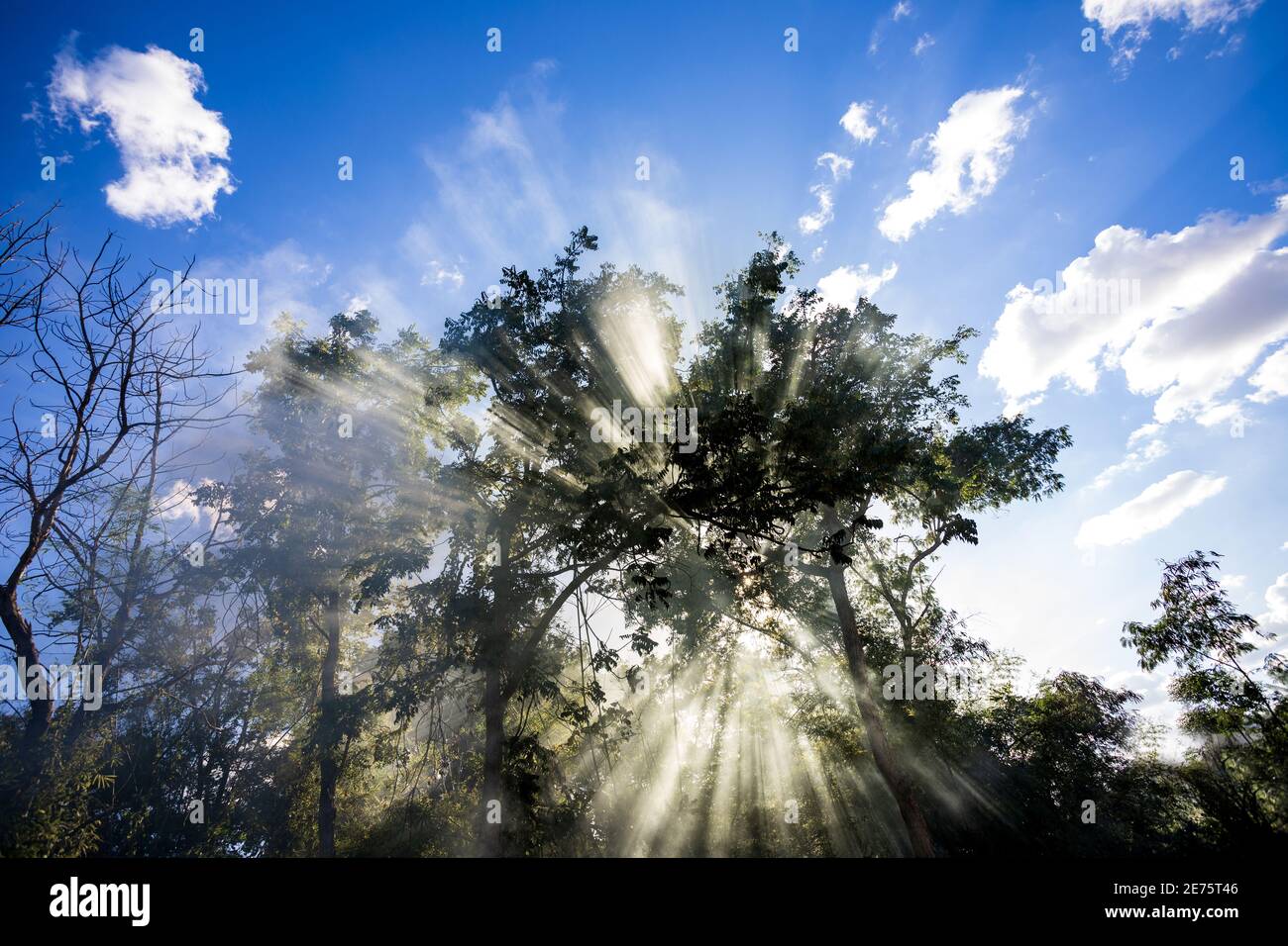 Light shines through fog trees hi-res stock photography and images - Alamy
