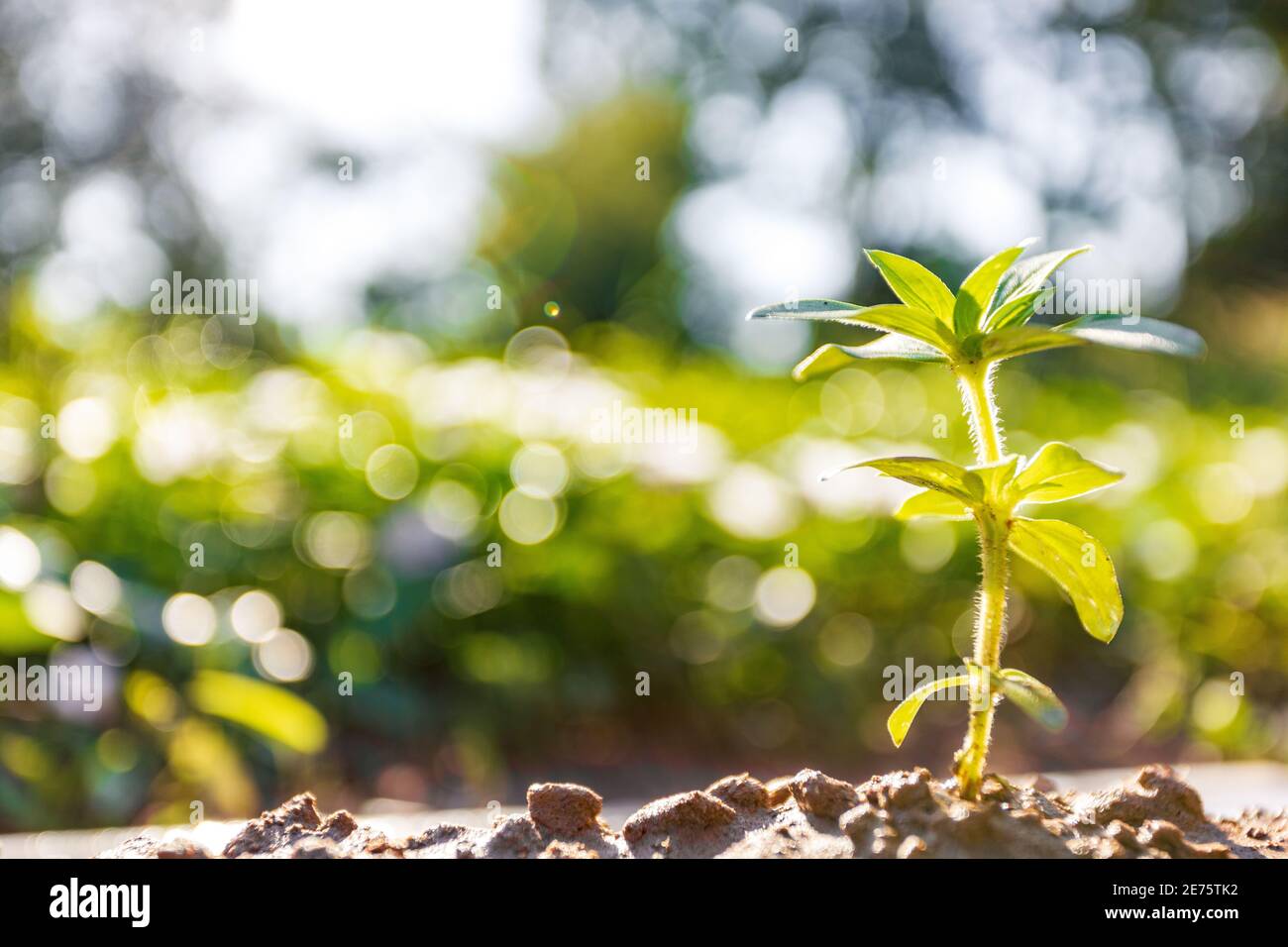 Morning sunshine beautiful tree growth in nature, Concept of growing ...