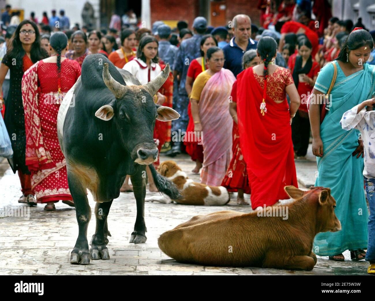 Holy animals hi-res stock photography and images - Alamy