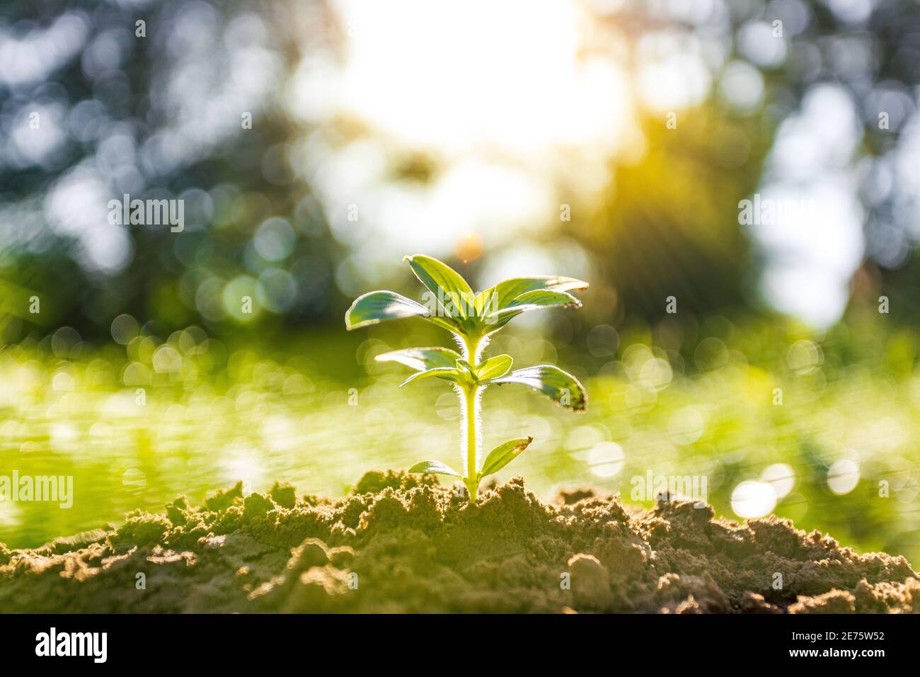 Morning sunshine beautiful tree growth in nature, Concept of growing ...