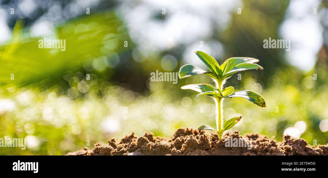 Morning sunshine beautiful tree growth in nature, Concept of growing ...