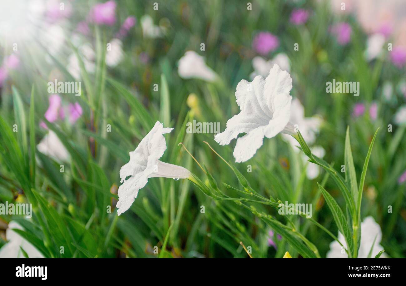 Fresh white flowers hi-res stock photography and images - Alamy