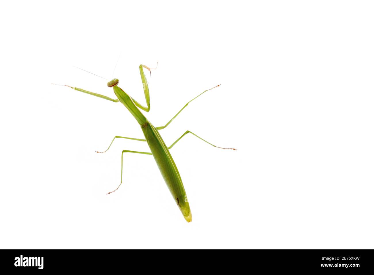 Mantis isolated on a white background Stock Photo - Alamy