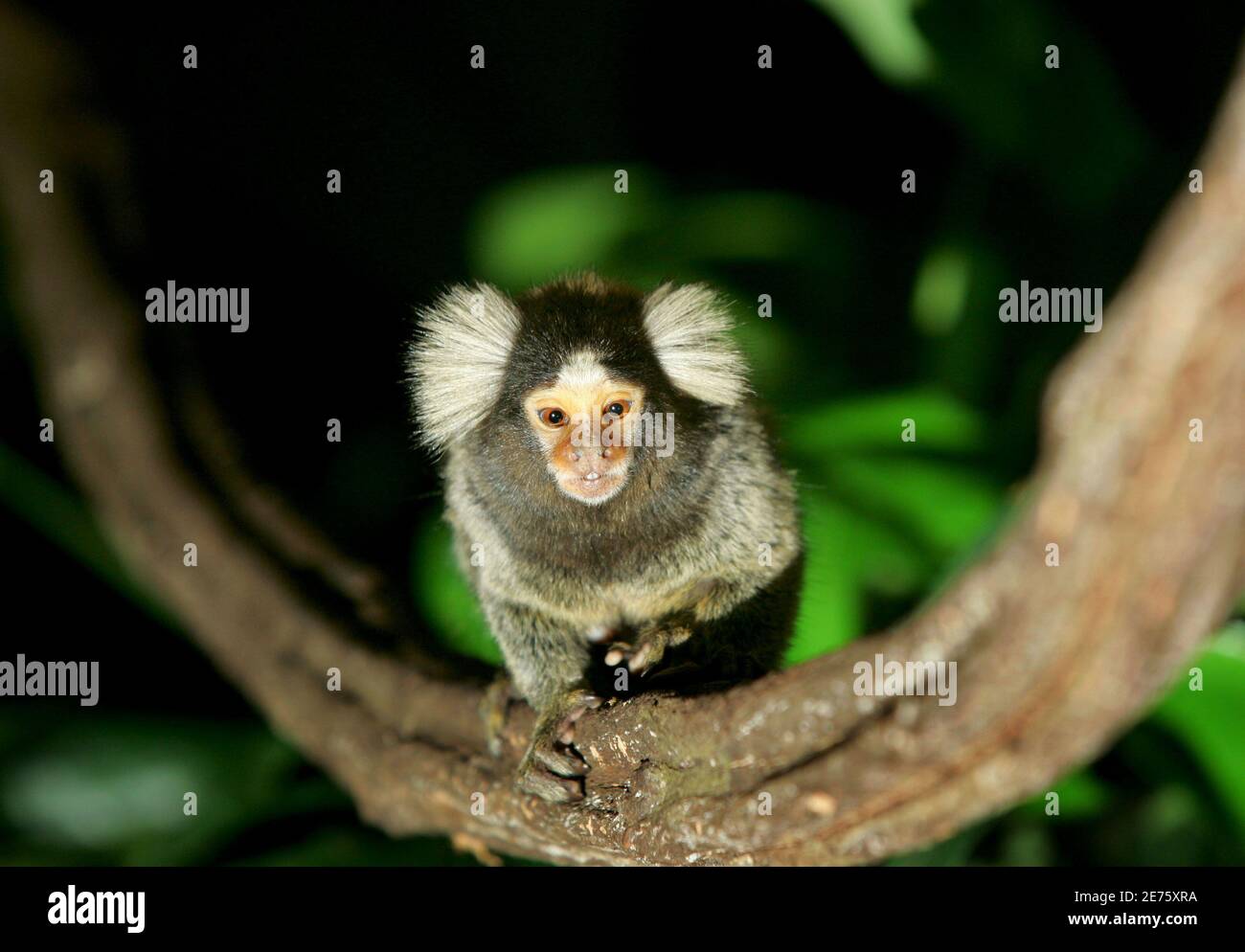 Common marmosets hi-res stock photography and images - Alamy