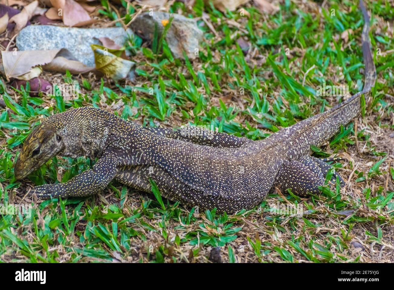 Asian Water Monitor Lizard in Singapore Botanic Garden Stock Photo - Alamy