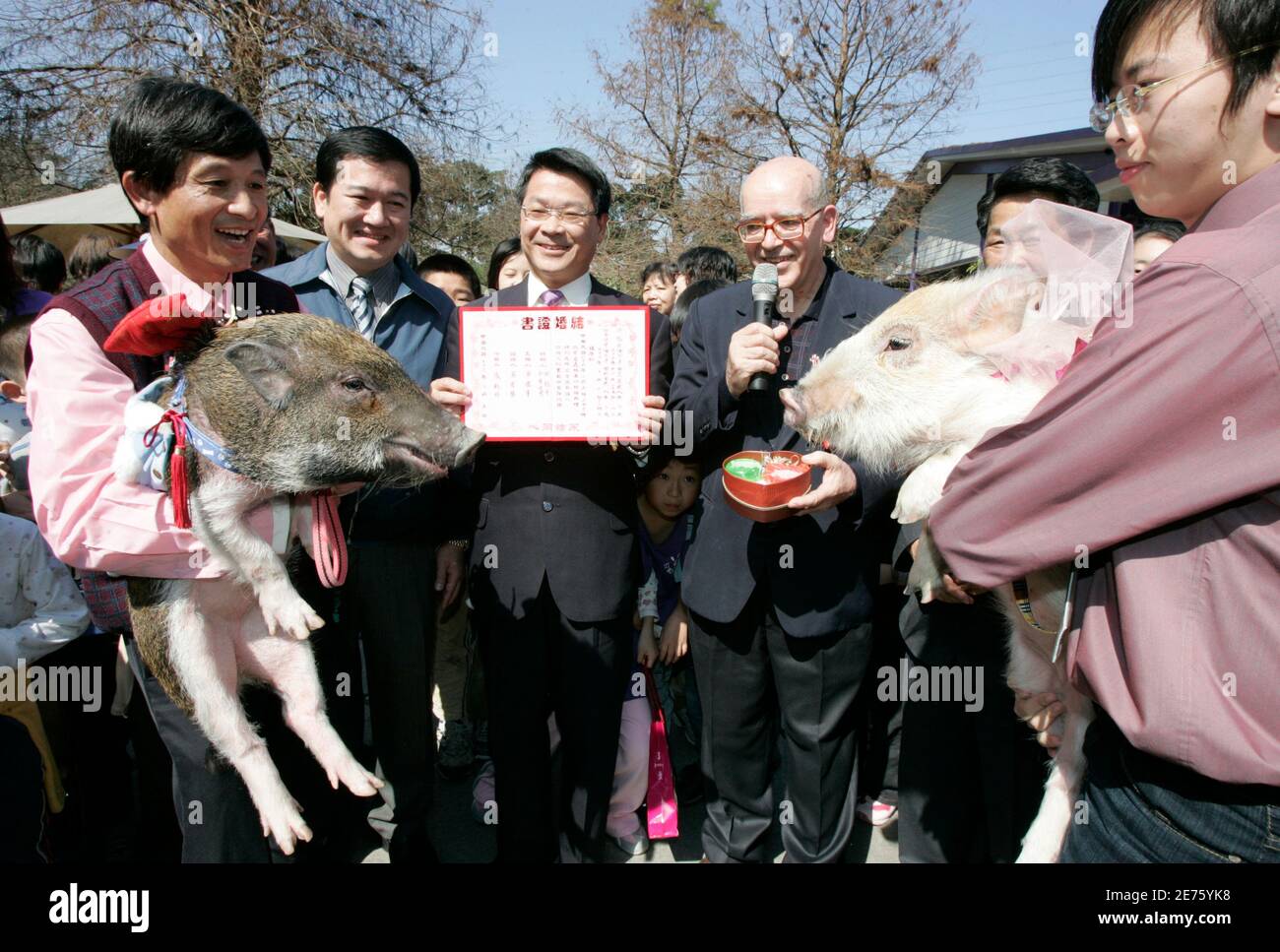Pigs Getting Married