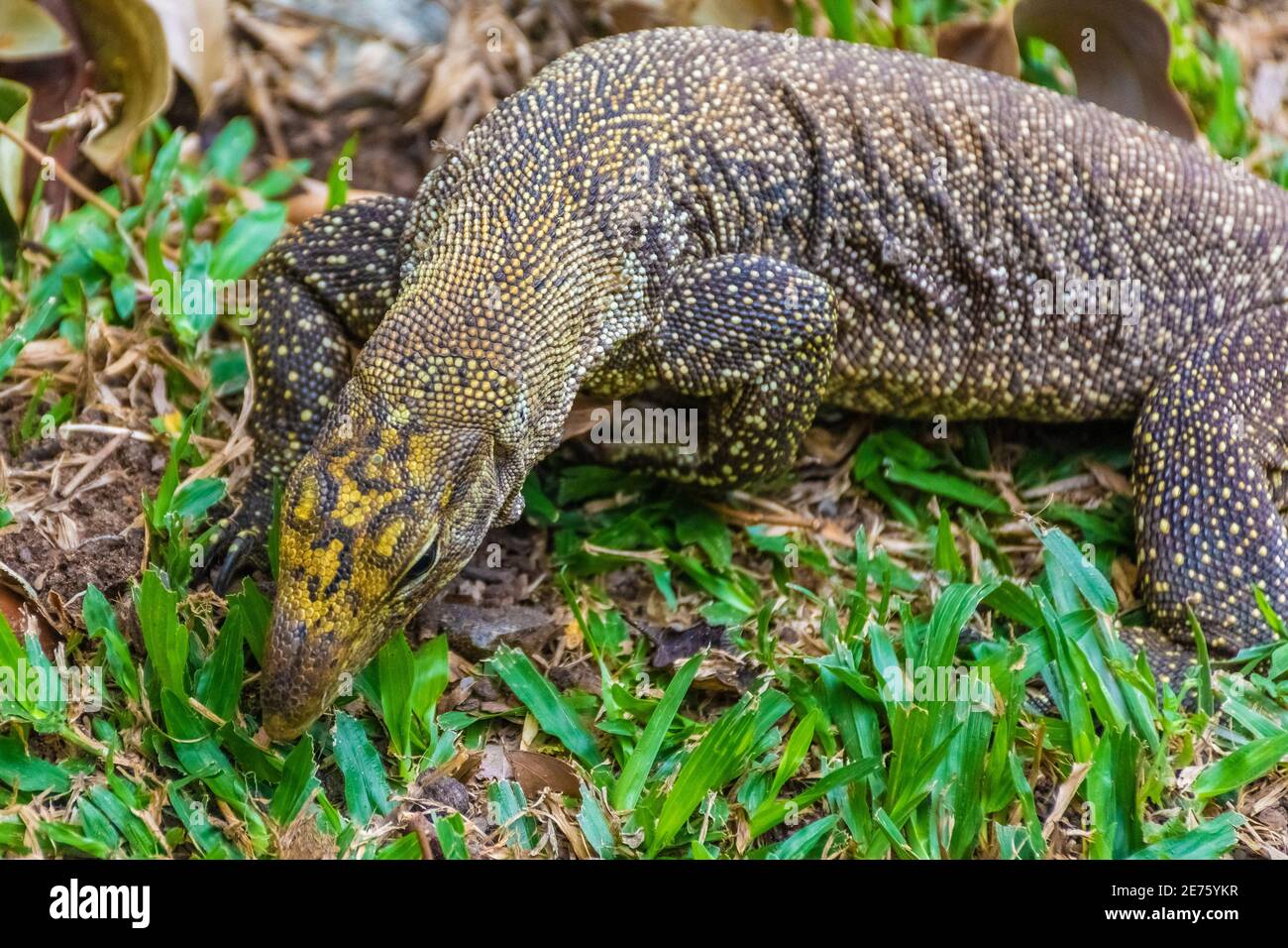 Asian Water Monitor Lizard in Singapore Botanic Garden Stock Photo - Alamy