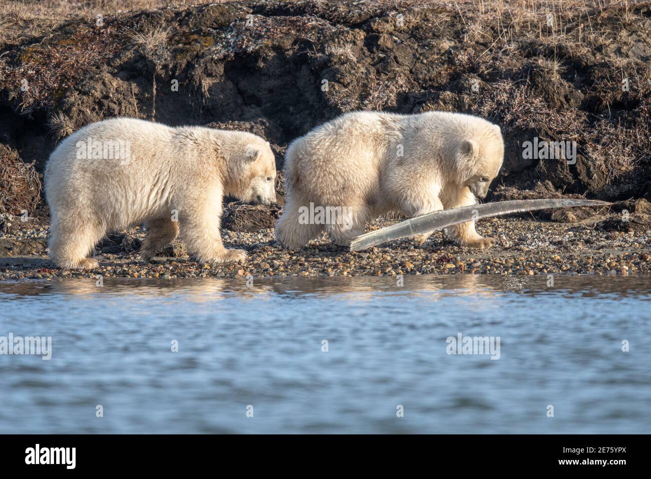 Playful Polar bear cubs (Ursus maritimus) in the Arctic Circle of Kaktovik, Alaska Stock Photo ...