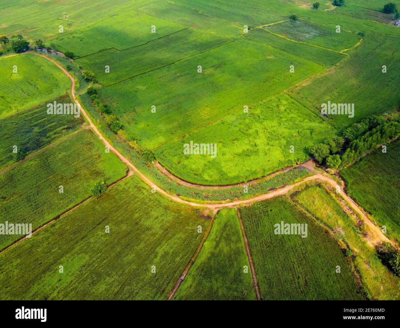 Green rice fields in asia, Aerial photographs of drones Stock Photo - Alamy