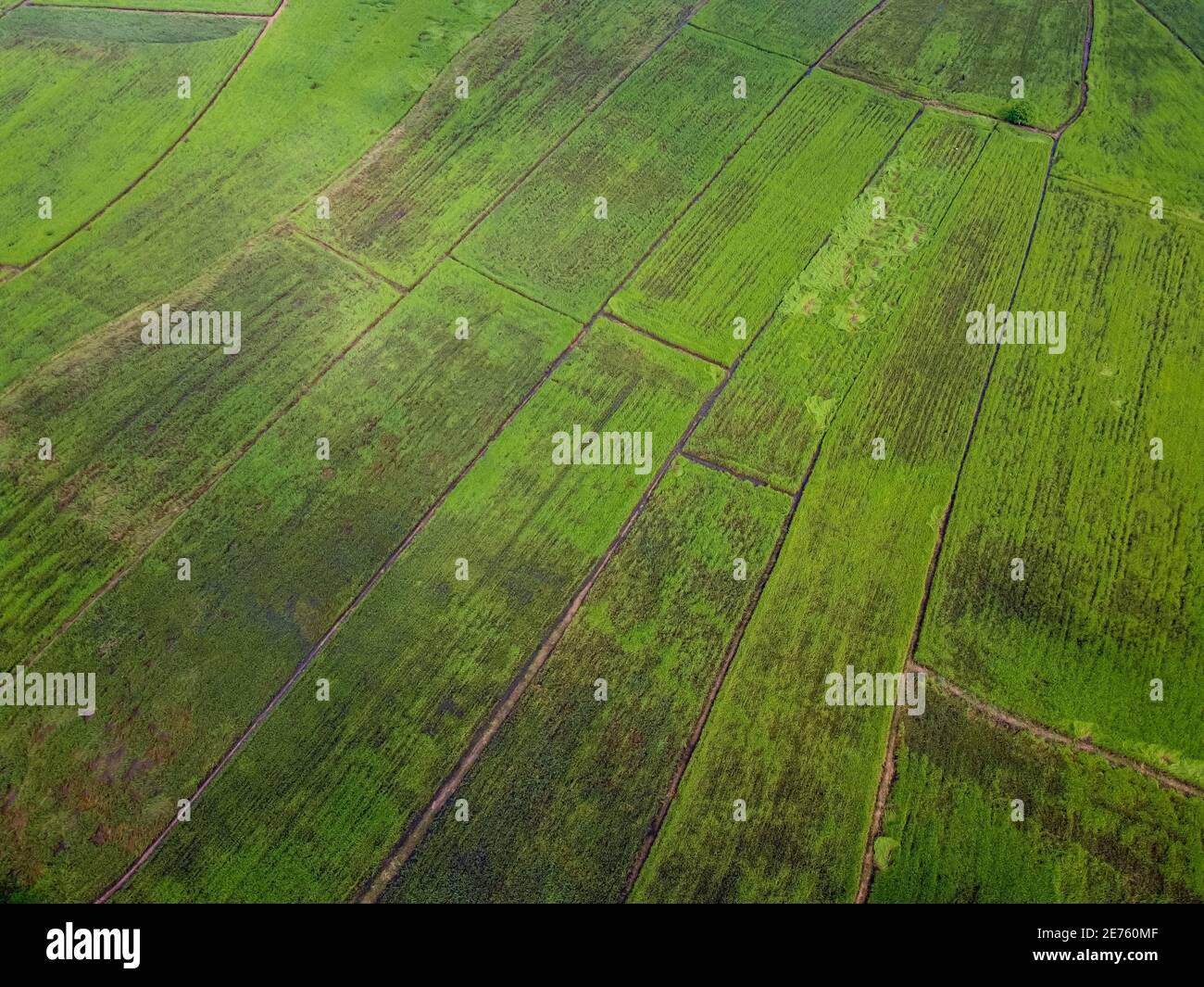 Green rice fields in asia, Aerial photographs of drones Stock Photo - Alamy