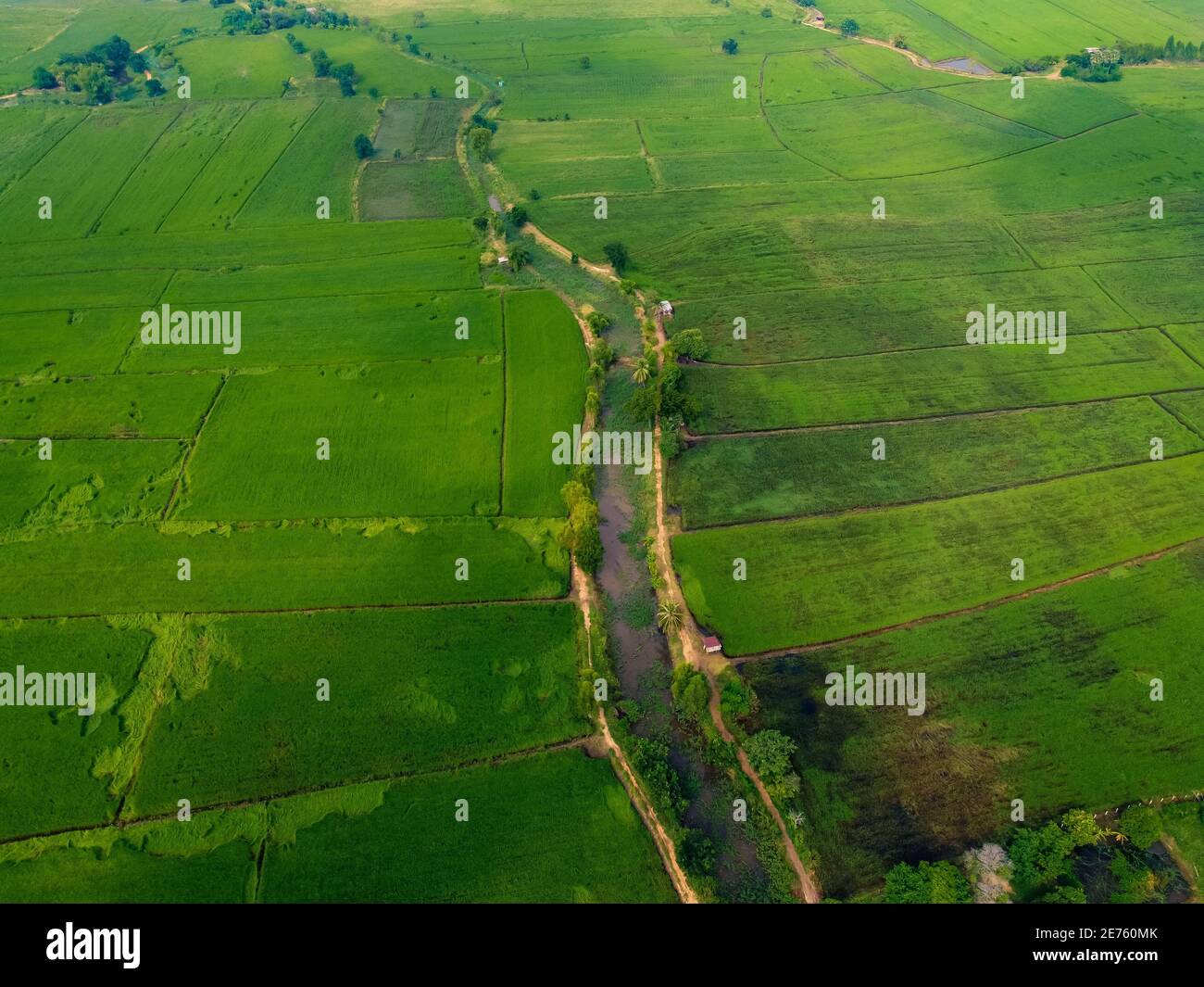 Green rice fields in asia, Aerial photographs of drones Stock Photo - Alamy