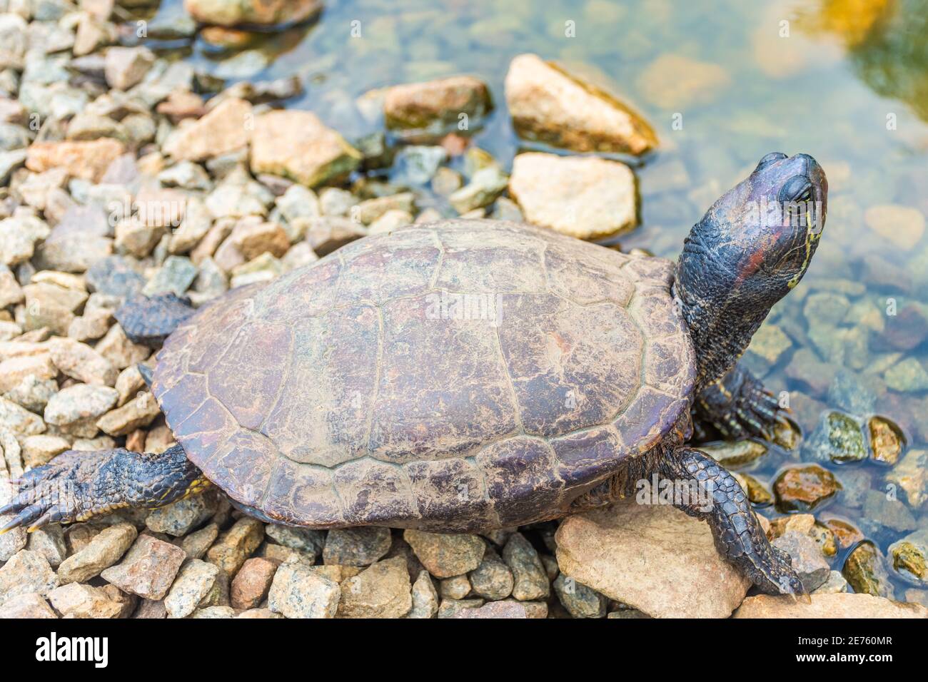 Chrysemys Picta, or painted turtle, in Singapore Botanic Gardens Stock ...