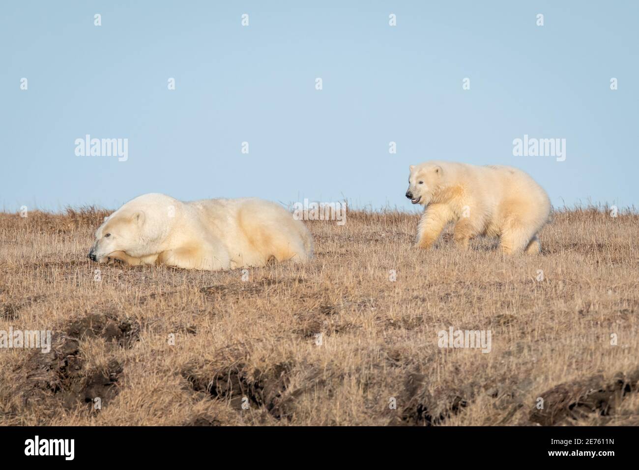 Playful Polar bear (Ursus maritimus) mother and cub in the Arctic Circle of Kaktovik, Alaska ...