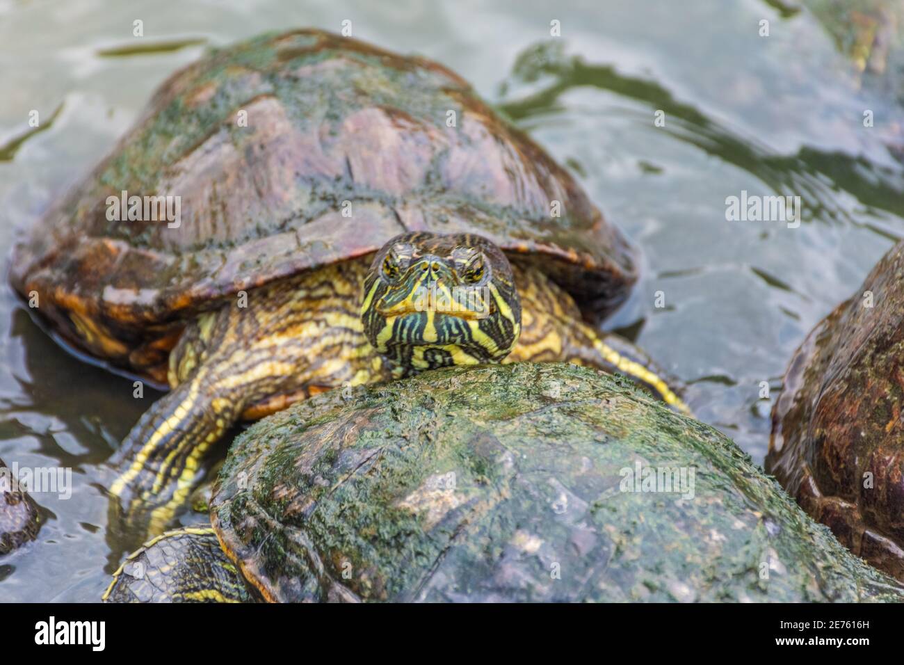 Chrysemys Picta, or painted turtle, in Singapore Botanic Gardens Stock ...