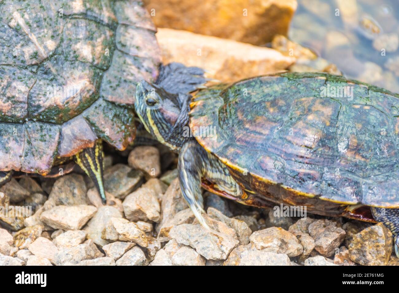 Chrysemys Picta, or painted turtle, in Singapore Botanic Gardens Stock ...