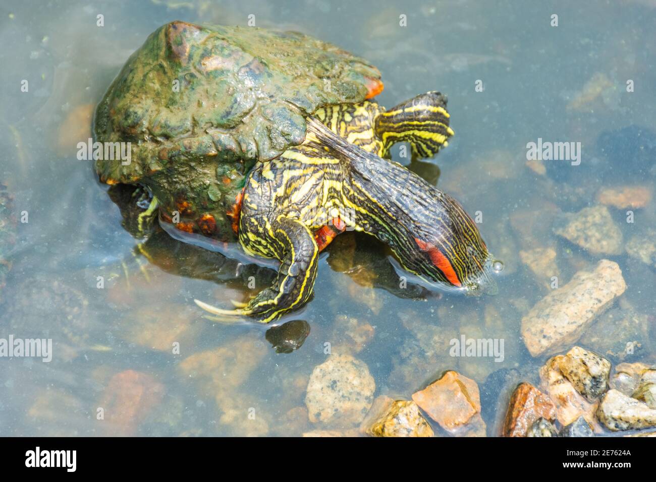 Chrysemys Picta, or painted turtle, in Singapore Botanic Gardens Stock ...